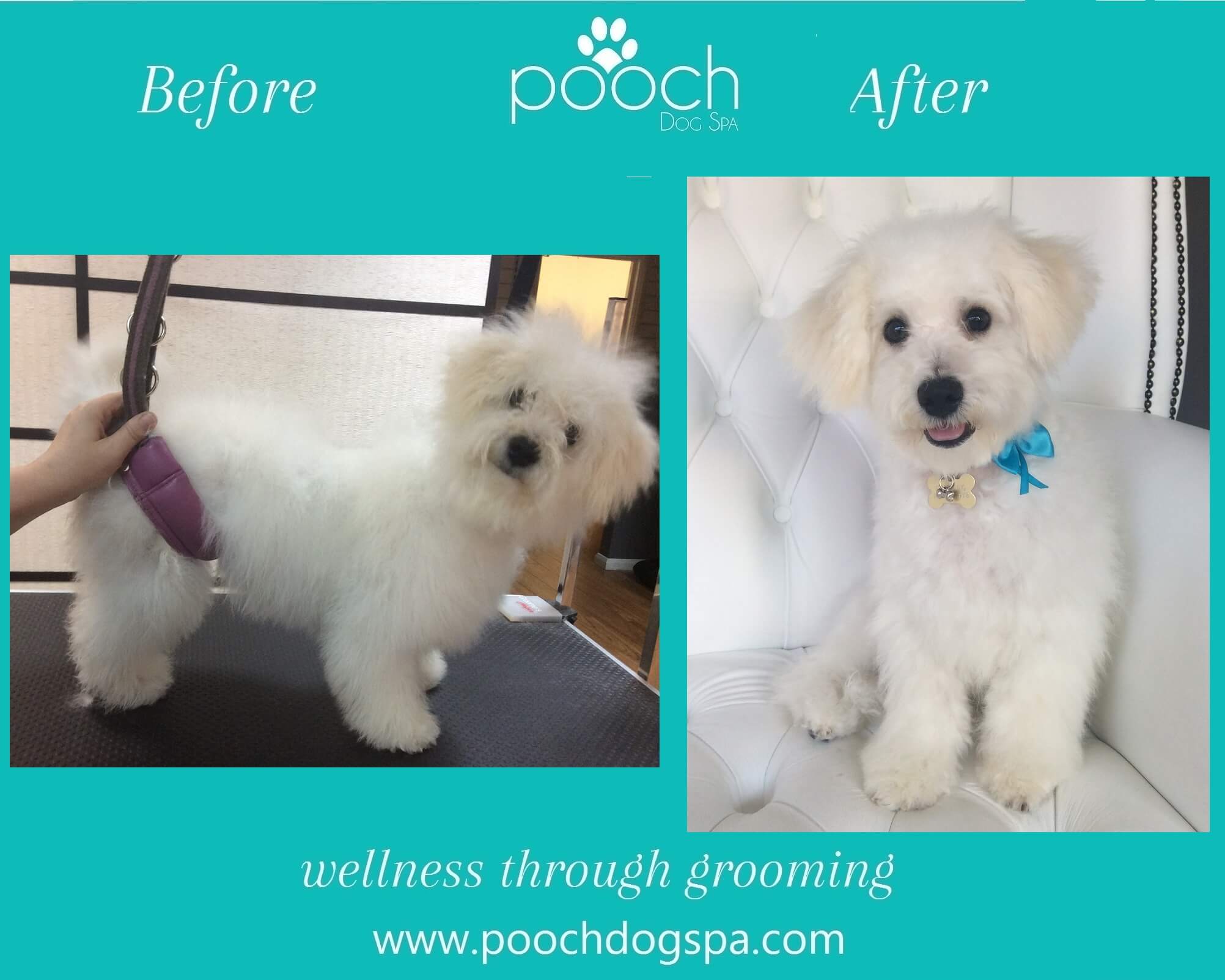 Bichon-grooming.jpeg | Pooch Dog Spa
