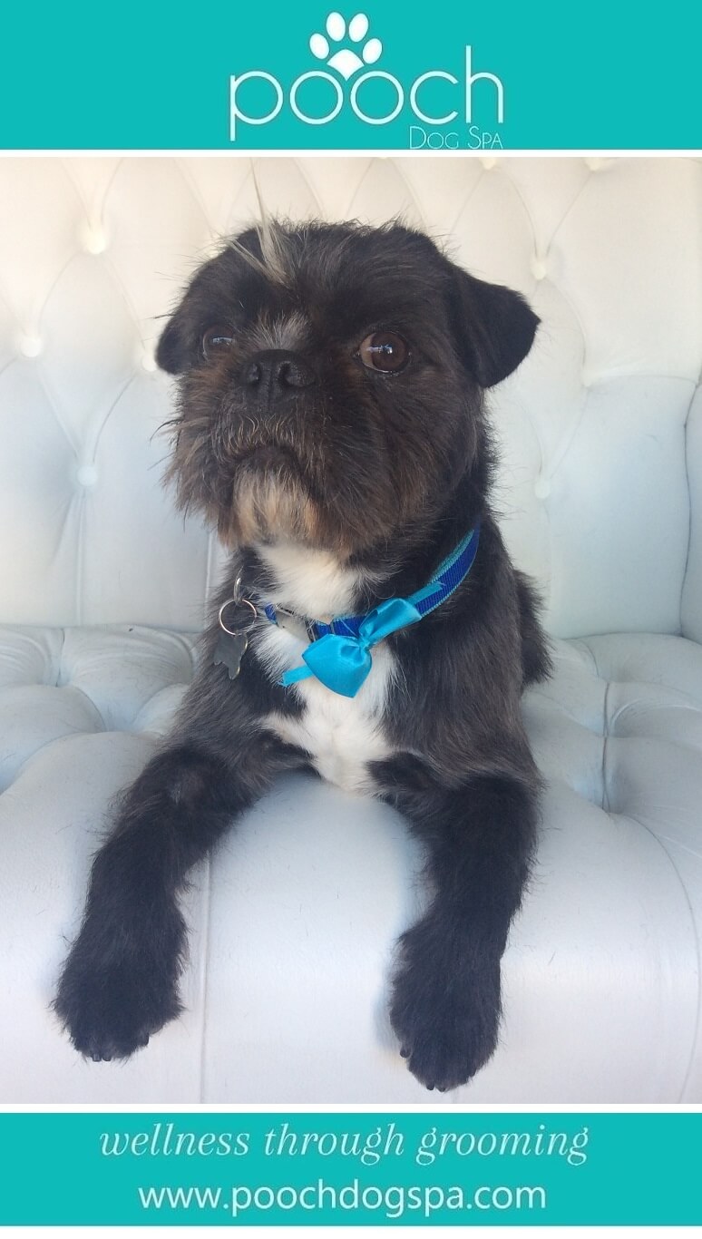 Pug-Tzu-grooming.jpeg | Pooch Dog Spa