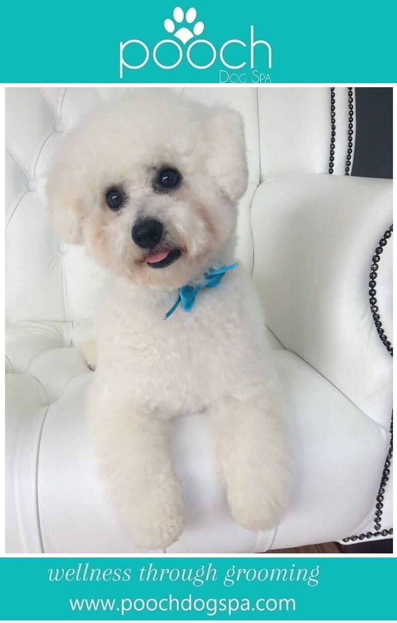 bichon-grooming.jpeg | Pooch Dog Spa