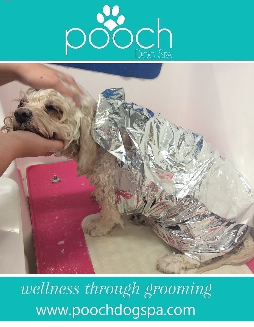 dog-spa.jpeg | Pooch Dog Spa