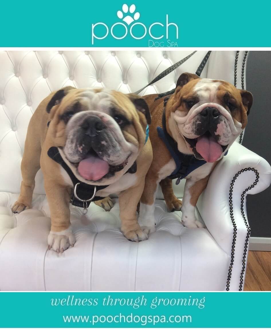 Bulldog-grooming.jpeg | Pooch Dog Spa