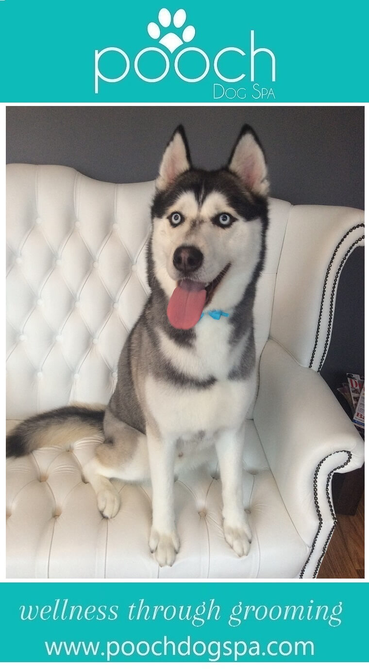 husky-grooming | Pooch Dog Spa