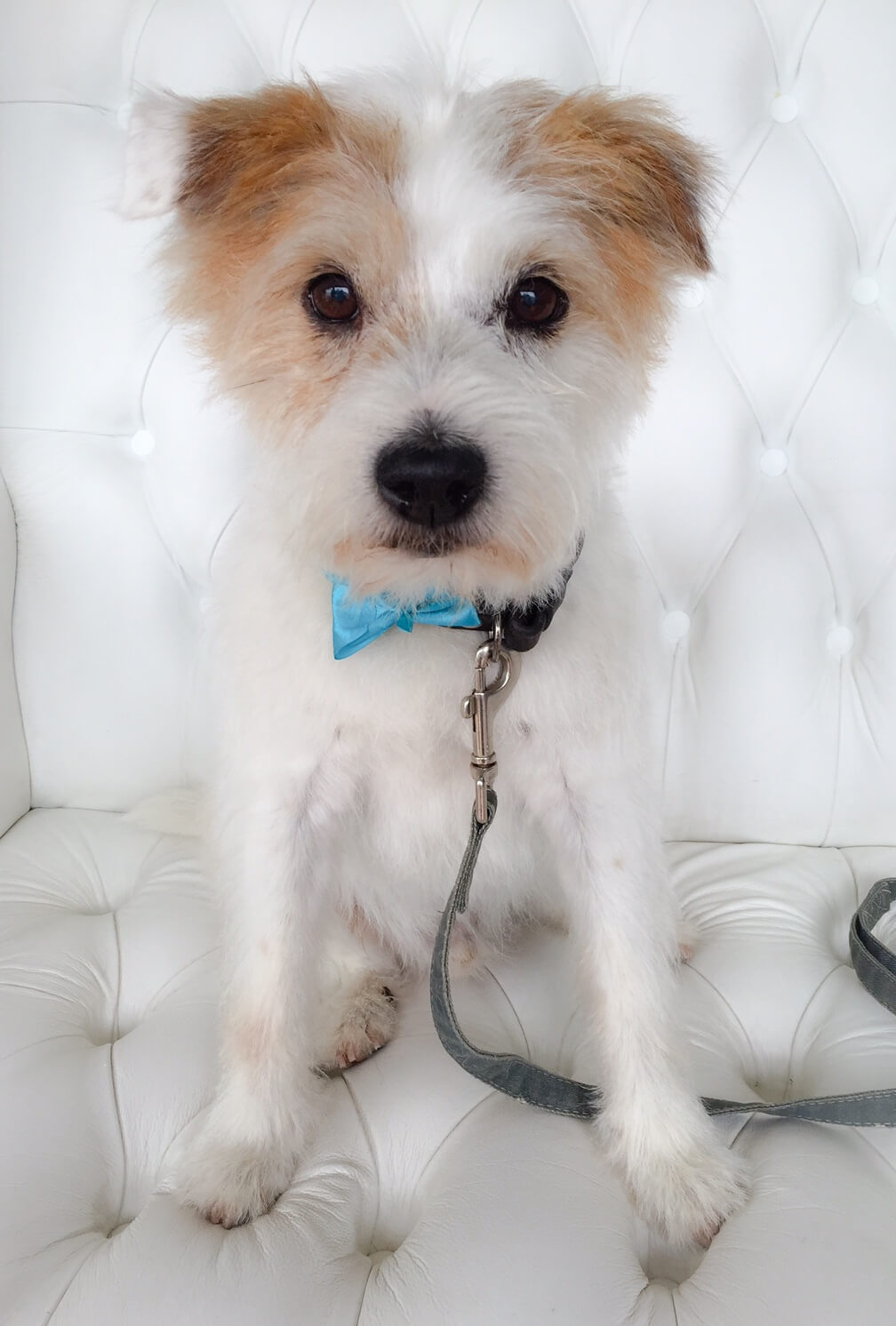 Terrier-grooming | Pooch Dog Spa