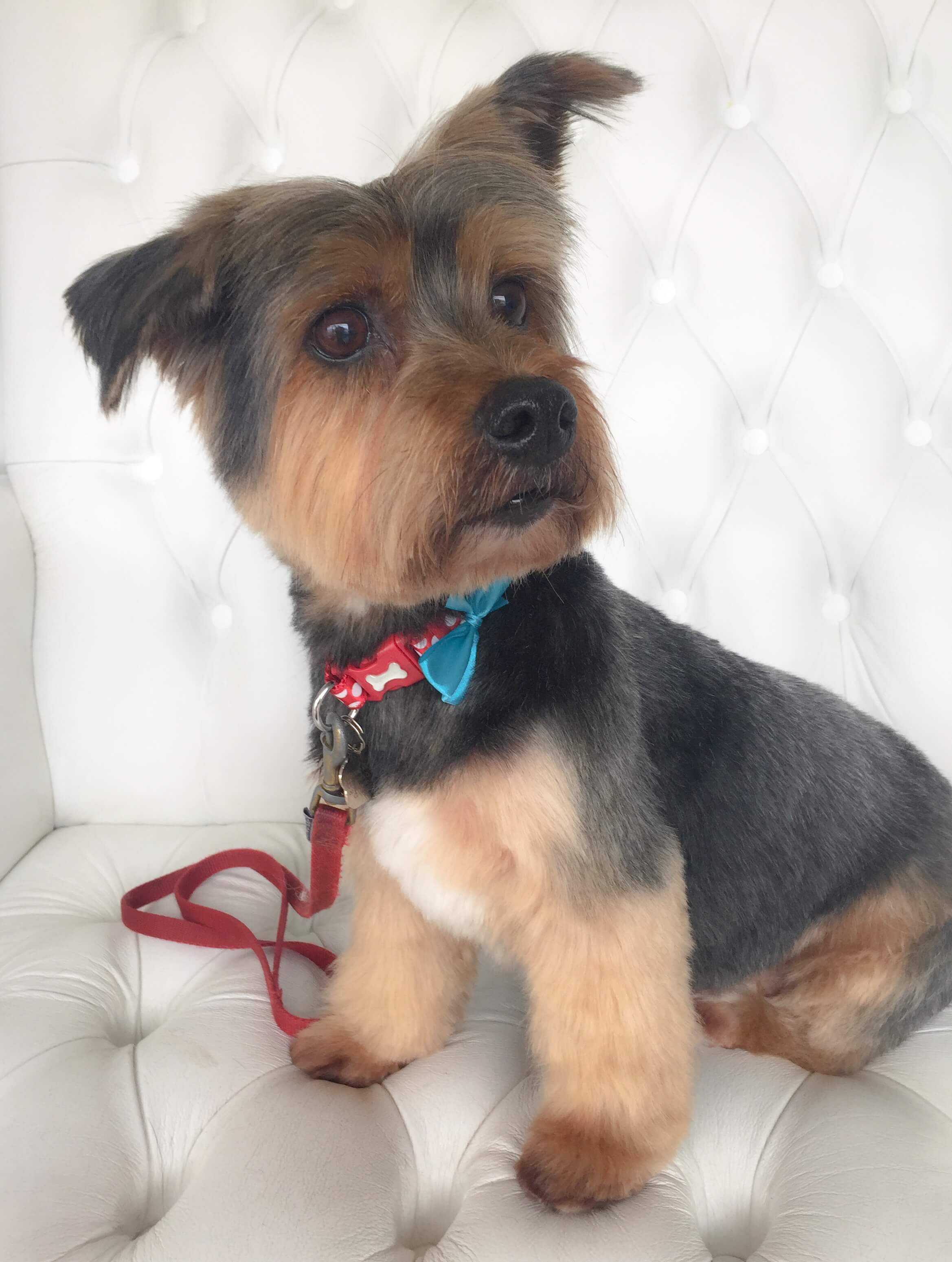 Yorkie-grooming.jpeg | Pooch Dog Spa